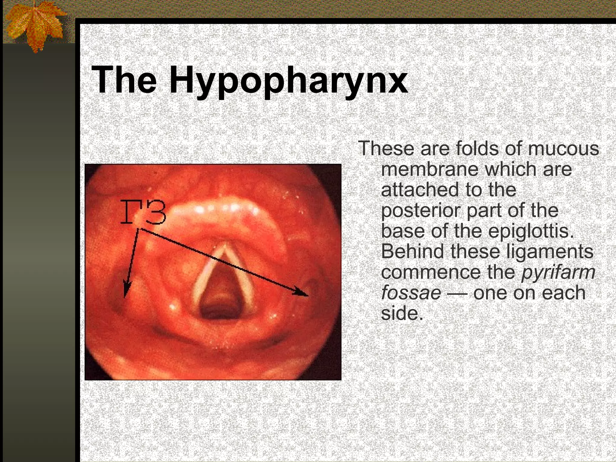 Anatomy and physiology of ENT organs | PPT