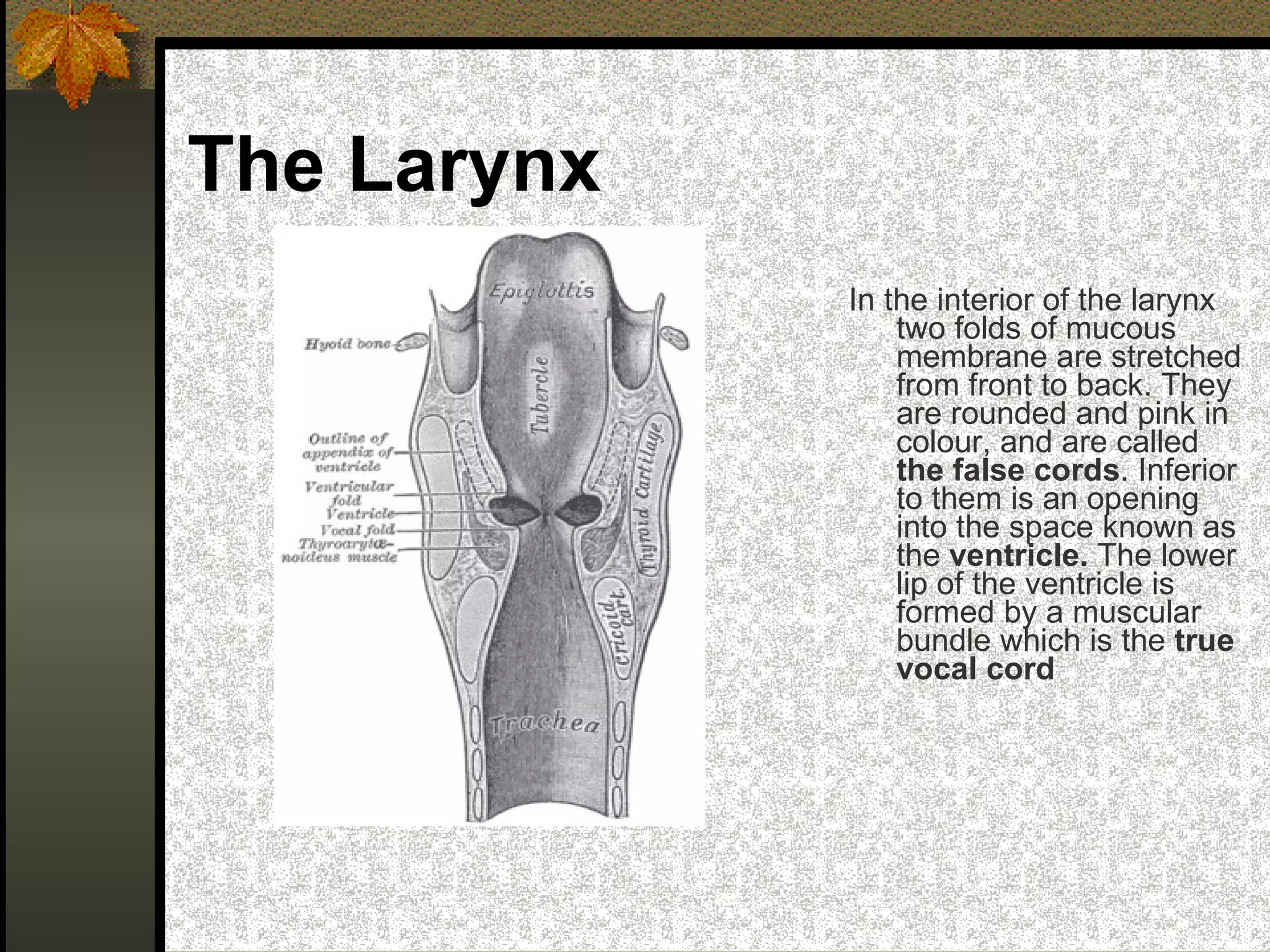 Anatomy and physiology of ENT organs | PPT