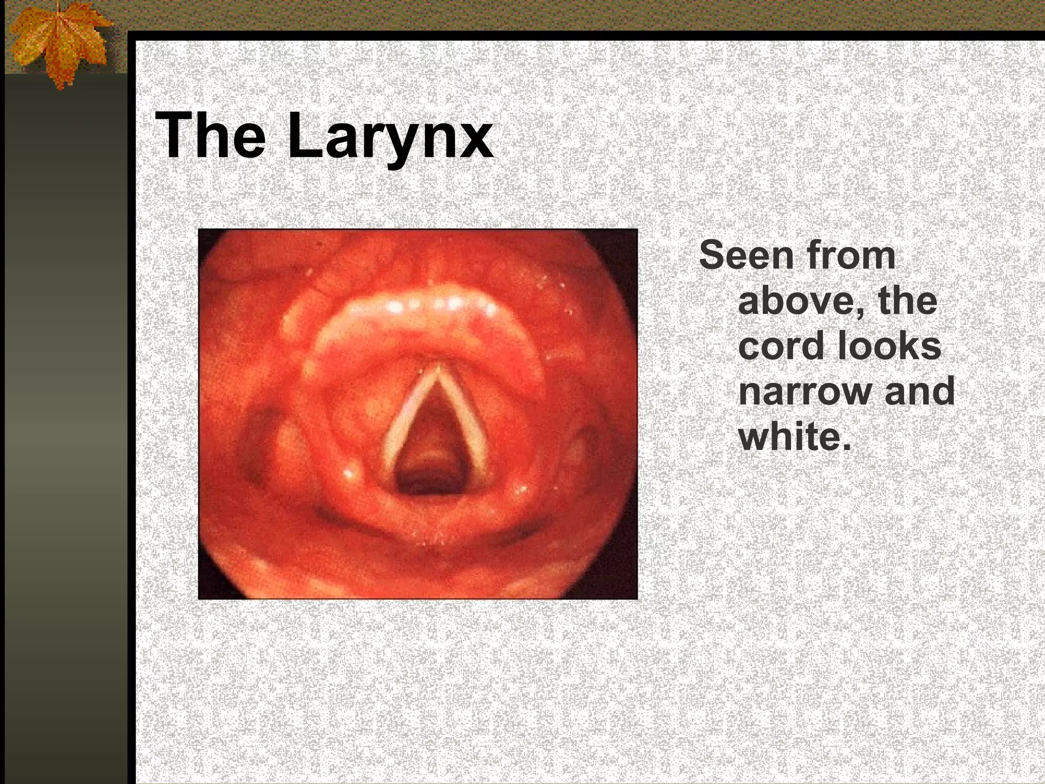 Anatomy and physiology of ENT organs | PPT