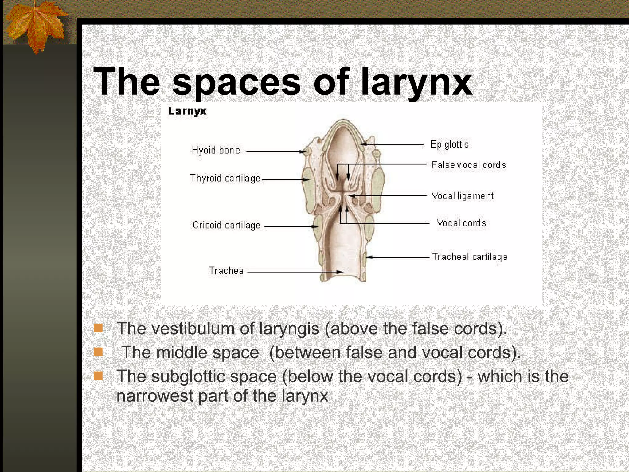 Anatomy and physiology of ENT organs | PPT
