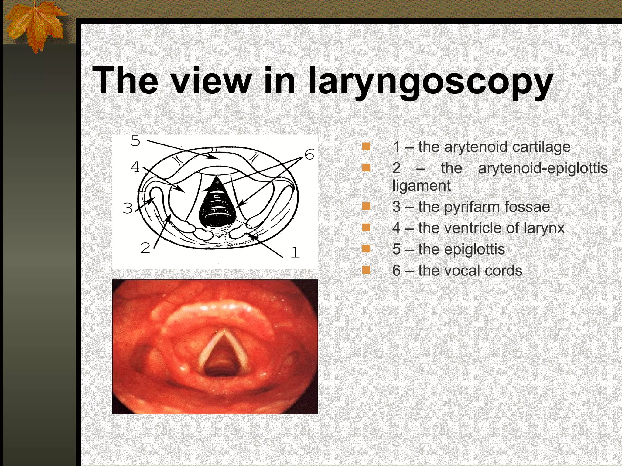 Anatomy and physiology of ENT organs | PPT