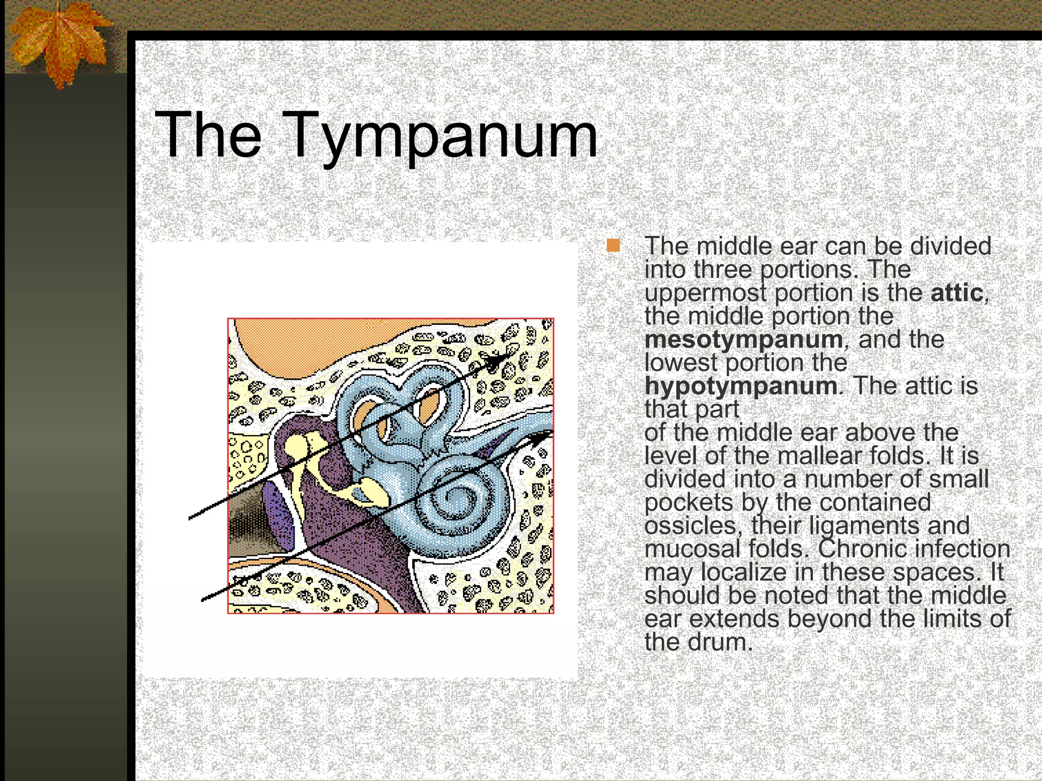 Anatomy and physiology of ENT organs | PPT