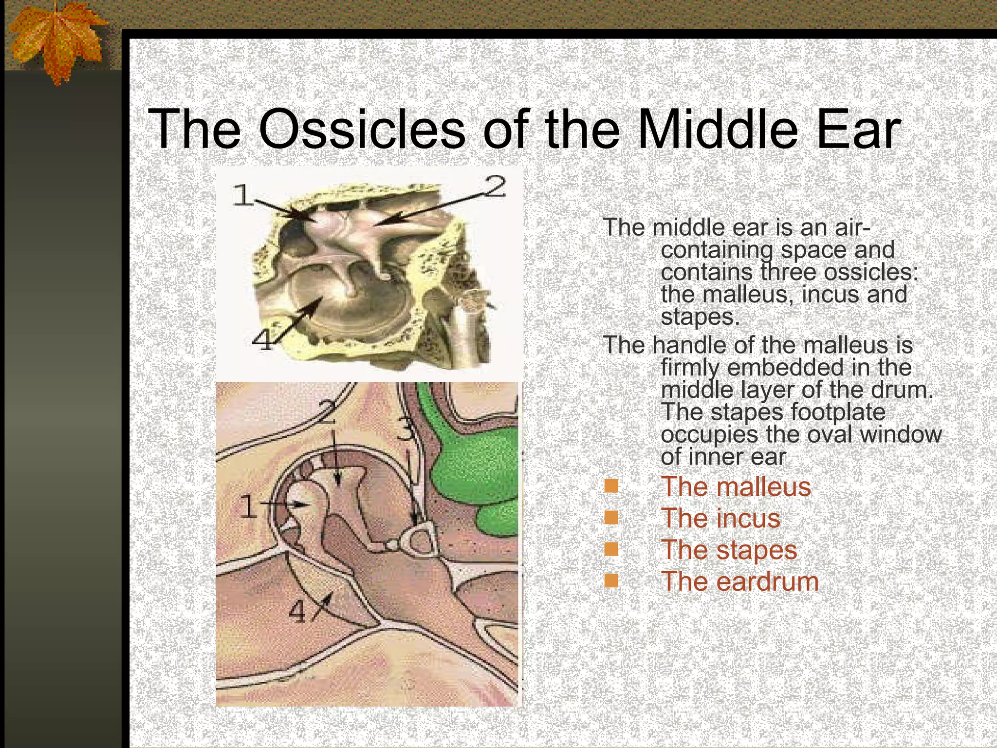 Anatomy and physiology of ENT organs | PPT
