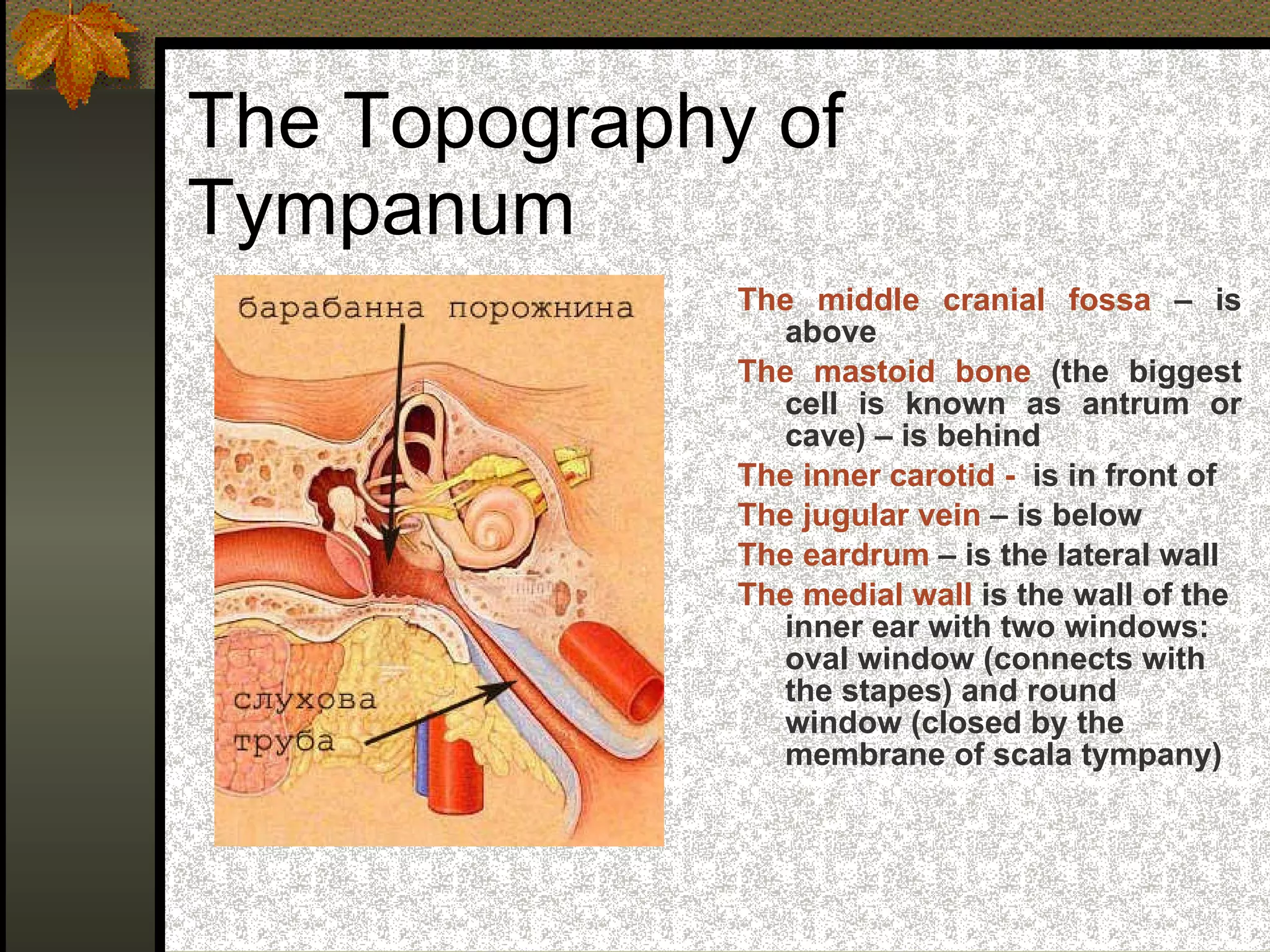 Anatomy and physiology of ENT organs | PPT