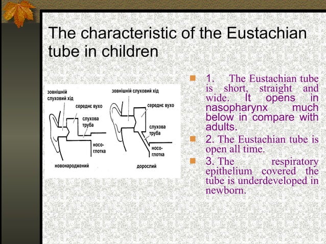 Anatomy and physiology of ENT organs | PPT