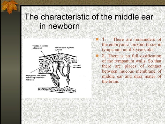 Anatomy and physiology of ENT organs | PPT