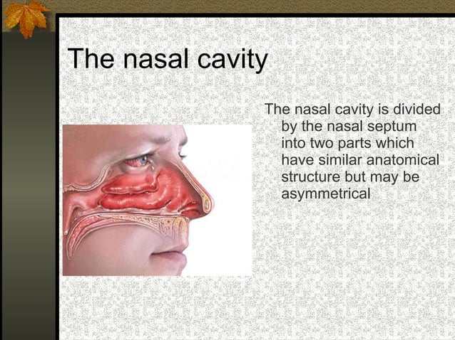 Anatomy and physiology of ENT organs | PPT