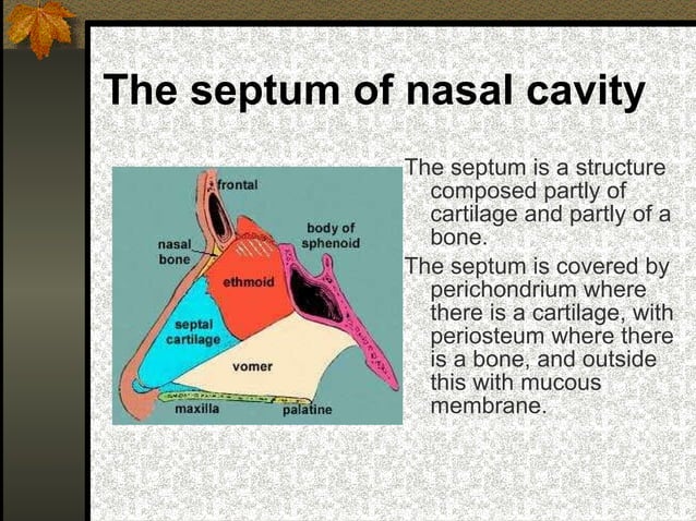 Anatomy and physiology of ENT organs | PPT