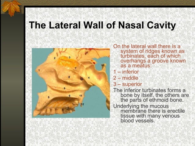 Anatomy and physiology of ENT organs | PPT