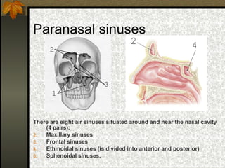 Anatomy and physiology of ENT organs | PPT