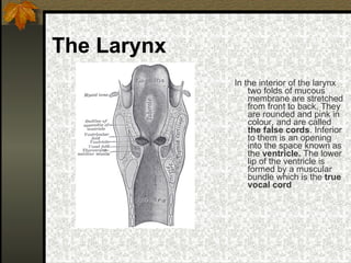 Anatomy and physiology of ENT organs | PPT