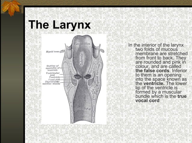 Anatomy and physiology of ENT organs | PPT