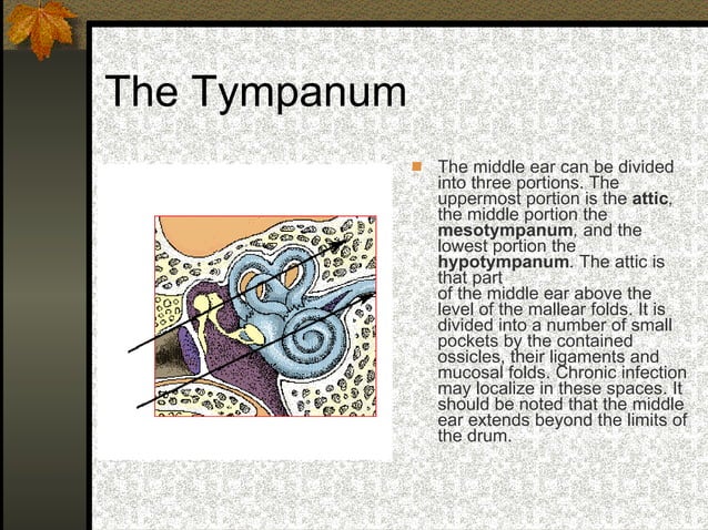 Anatomy and physiology of ENT organs | PPT