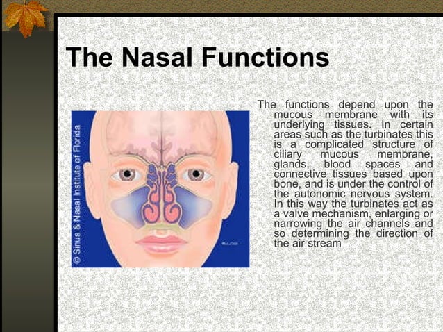 Anatomy and physiology of ENT organs