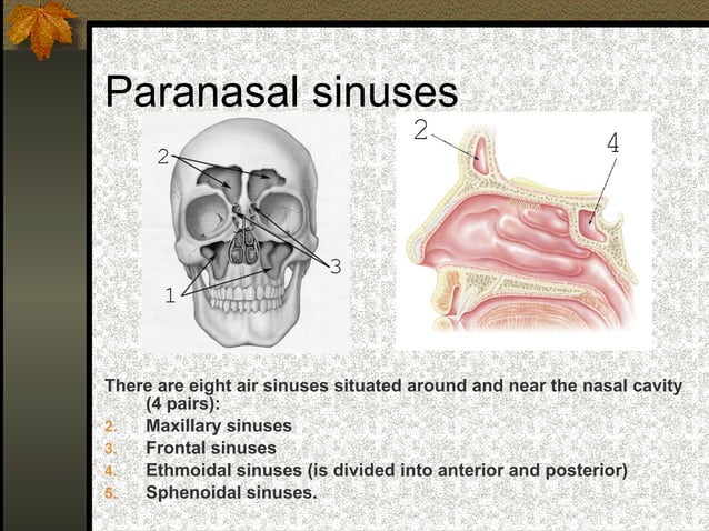 Anatomy and physiology of ENT organs