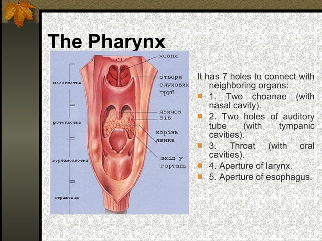 Anatomy and physiology of ENT organs