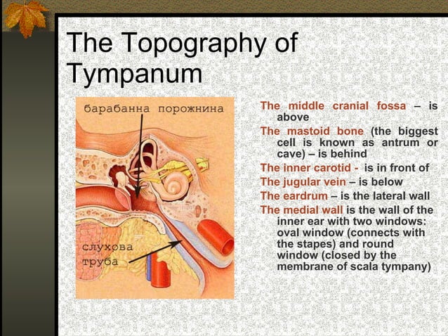 Anatomy and physiology of ENT organs