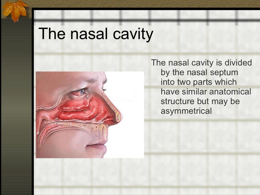 Anatomy and physiology of ENT organs