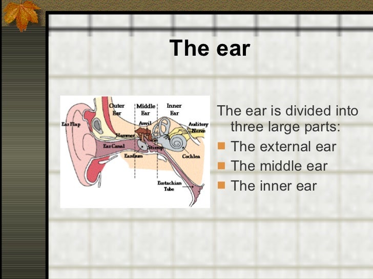 Anatomy and physiology of ENT organs