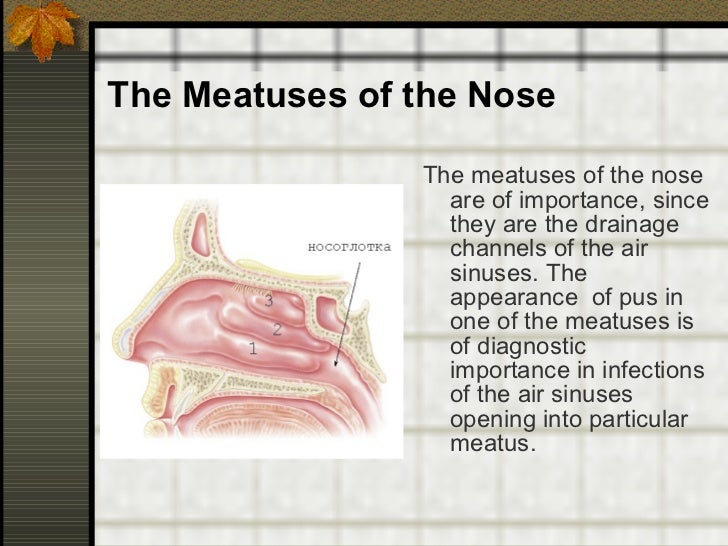 Anatomy and physiology of ENT organs