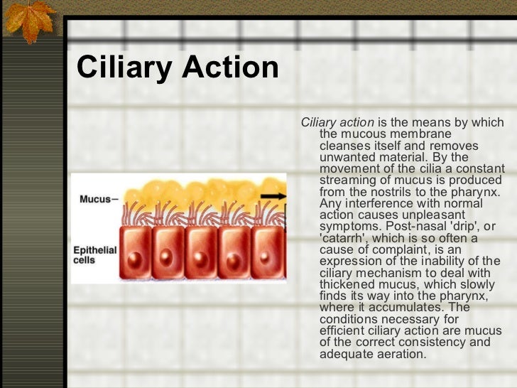 Anatomy and physiology of ENT organs