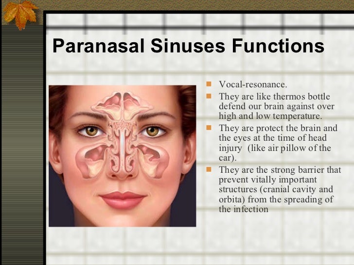Paranasal Sinuses Function