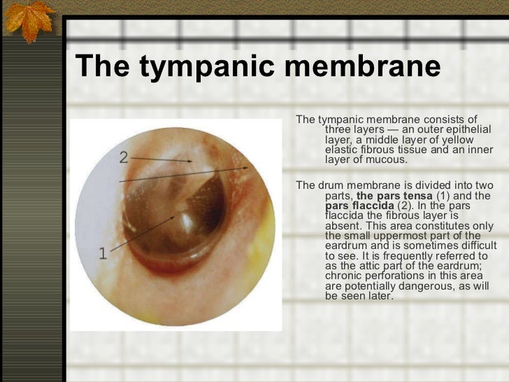 Anatomy Tympanic Membrane