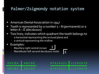 Anatomy | PPT | Free Download