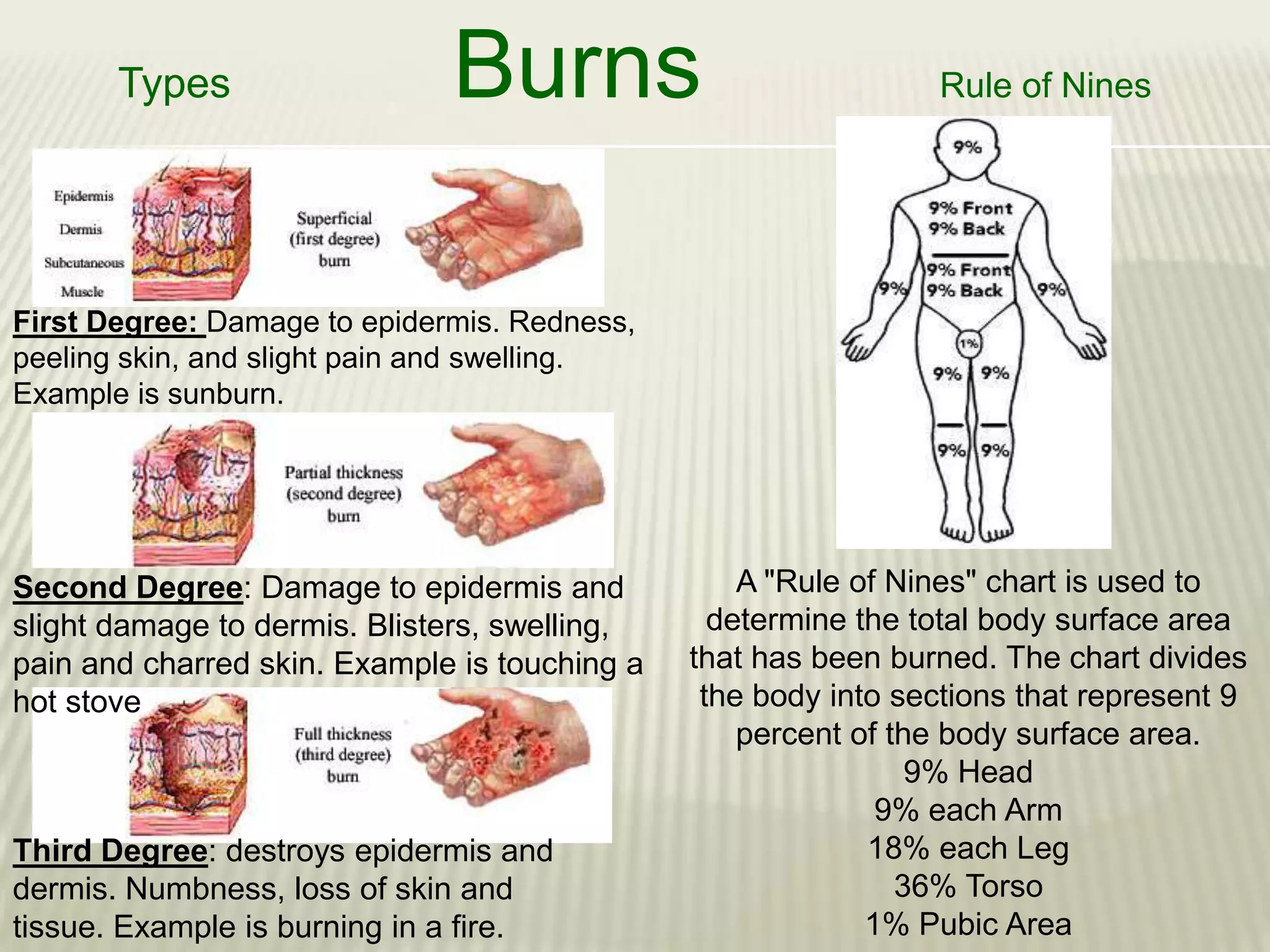 Anatomy and Physiology | PPTX