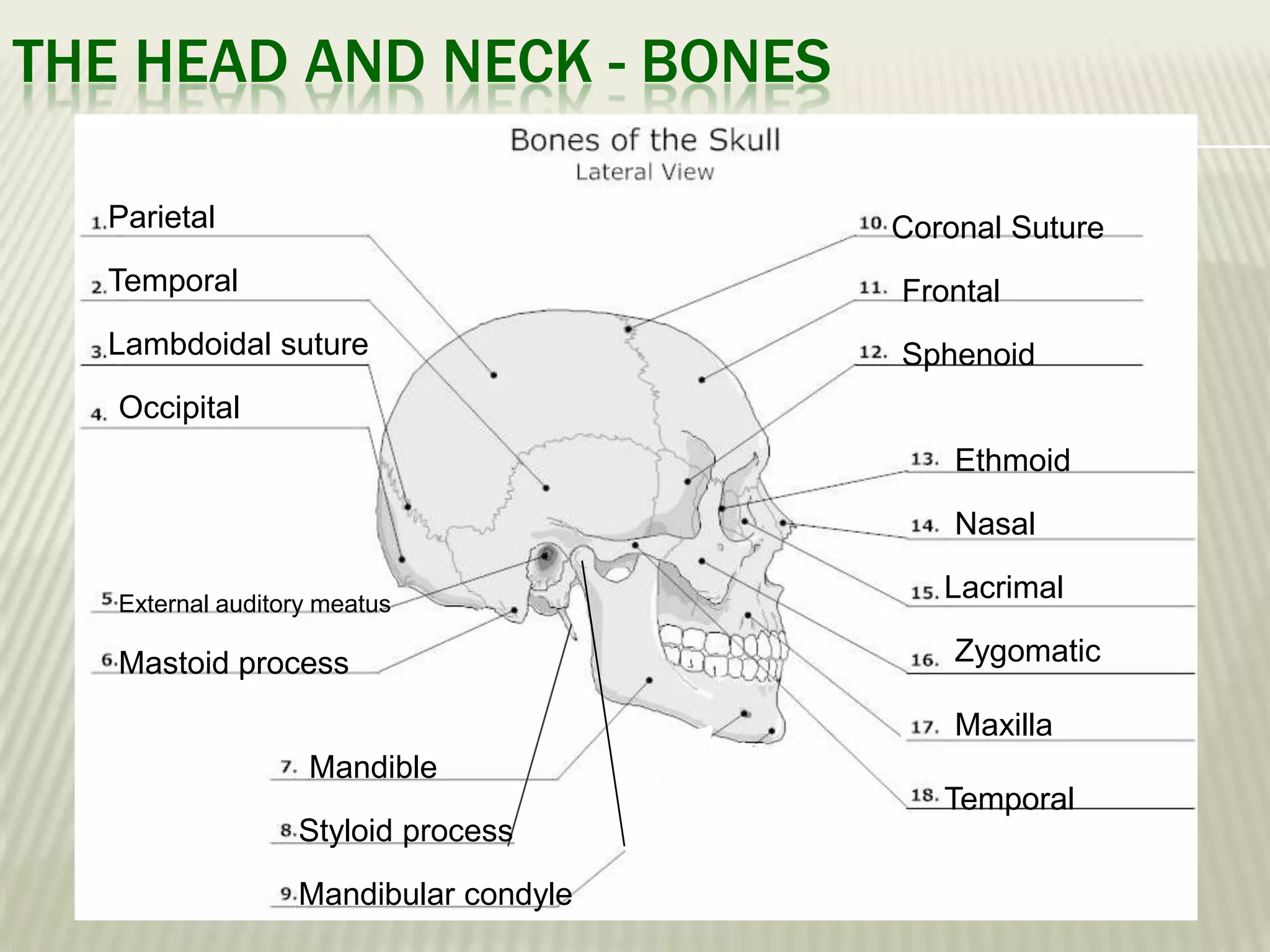 Anatomy and Physiology | PPTX