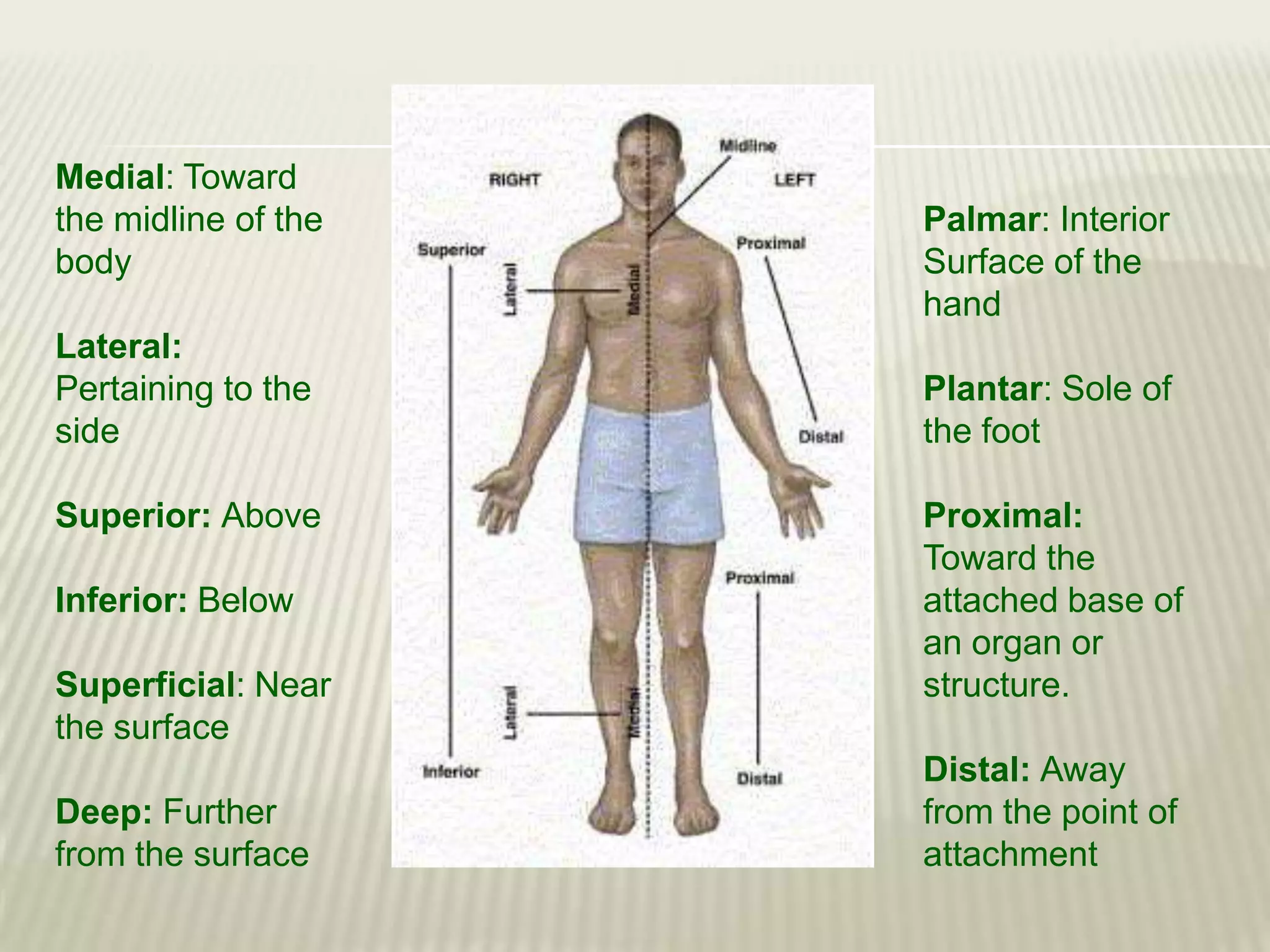 Anatomy and Physiology | PPTX
