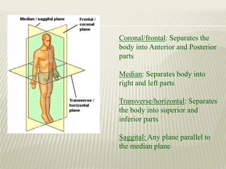 Anatomy and Physiology | PPTX