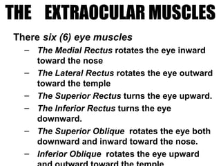 Anatomy Of The Eye | PPT