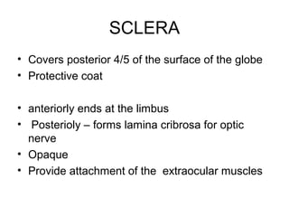 Anatomy Of The Eye | PPT