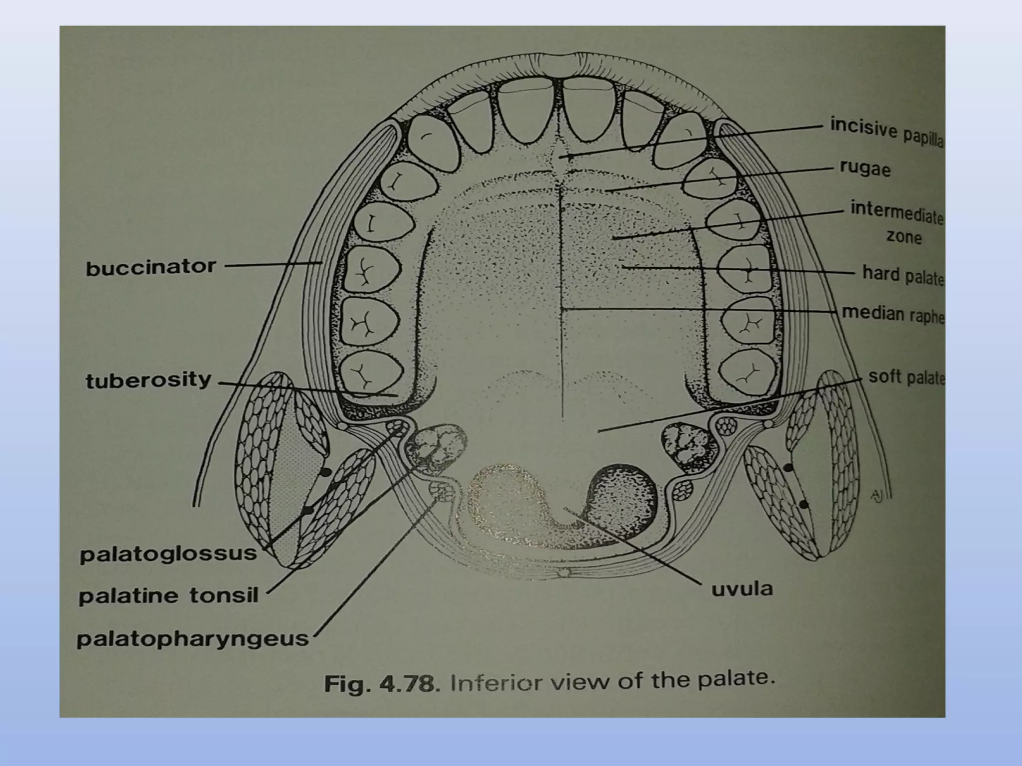 Anatomy of the oral cavity | PPT