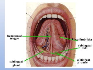 Sublingual Caruncle