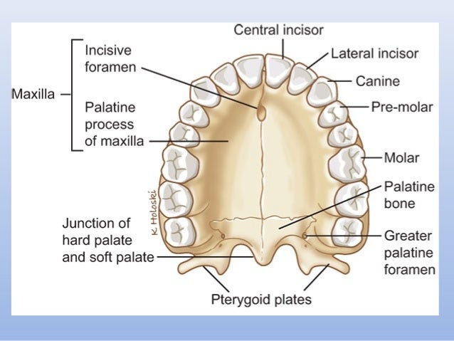 Oral Cavity Anatomy Pictures