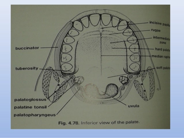 Anatomy of the oral cavity