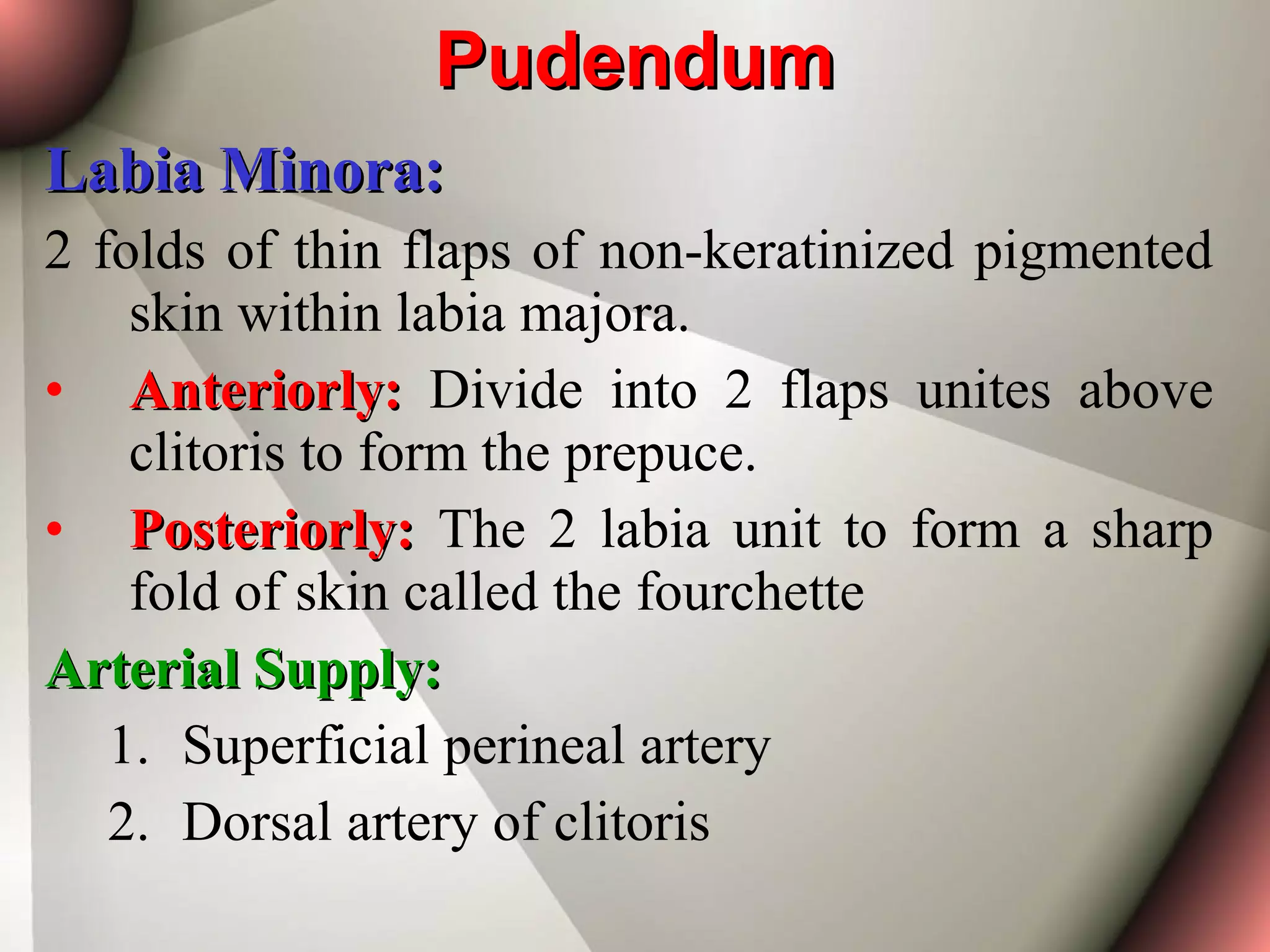 Anatomy of The Female Genital Tract | PPS