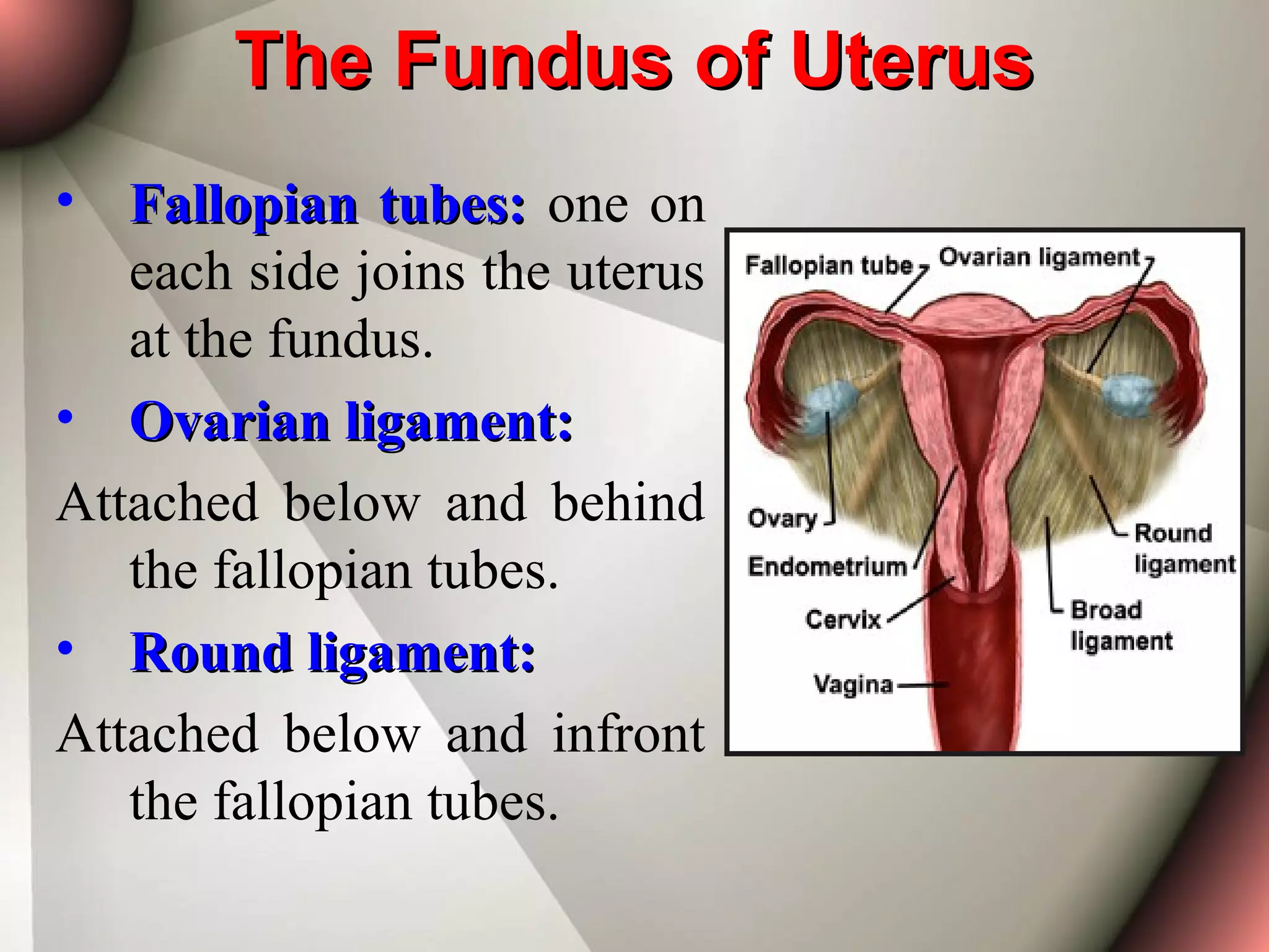 Anatomy of The Female Genital Tract | PPS