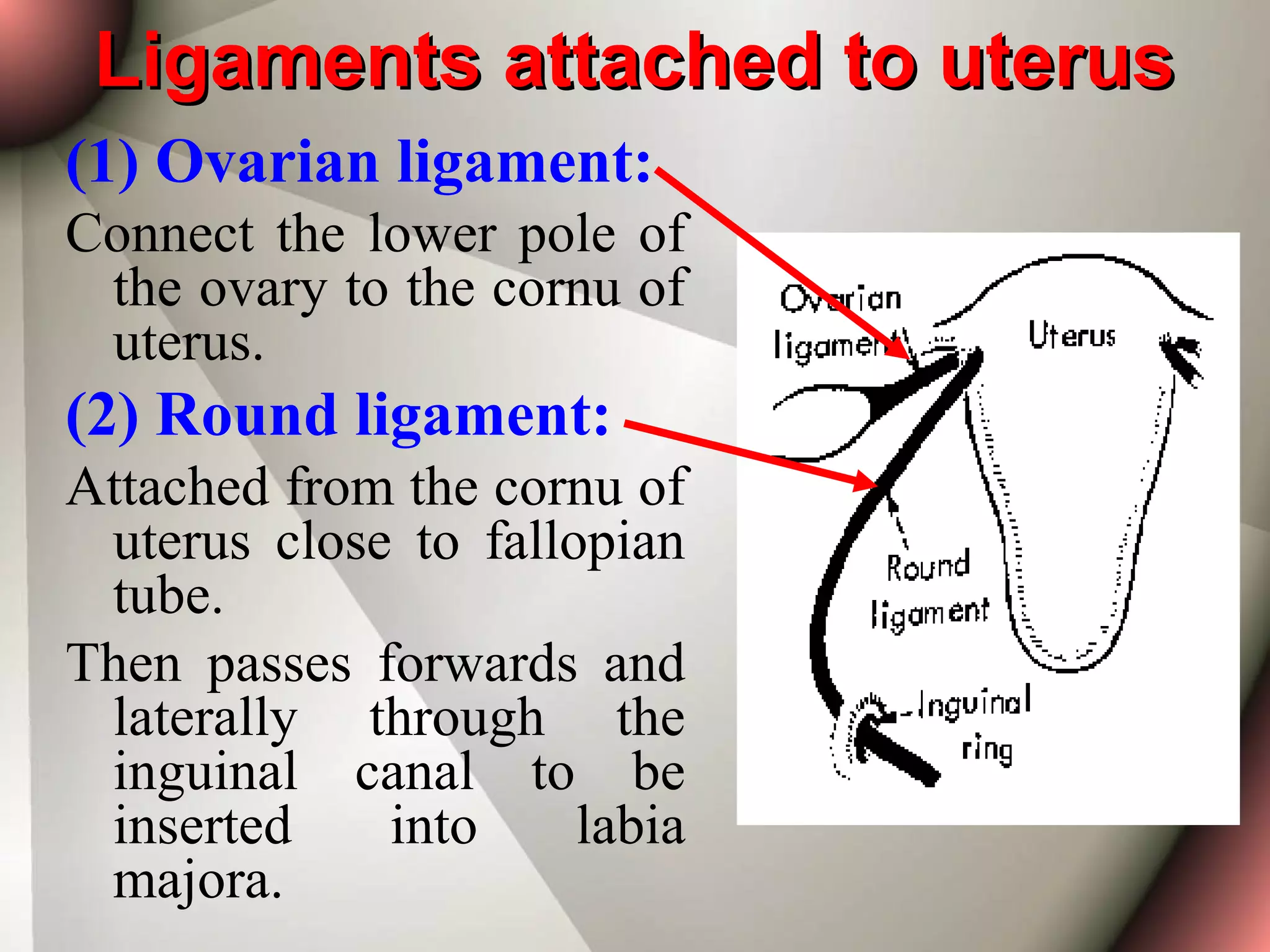 Anatomy of The Female Genital Tract | PPS