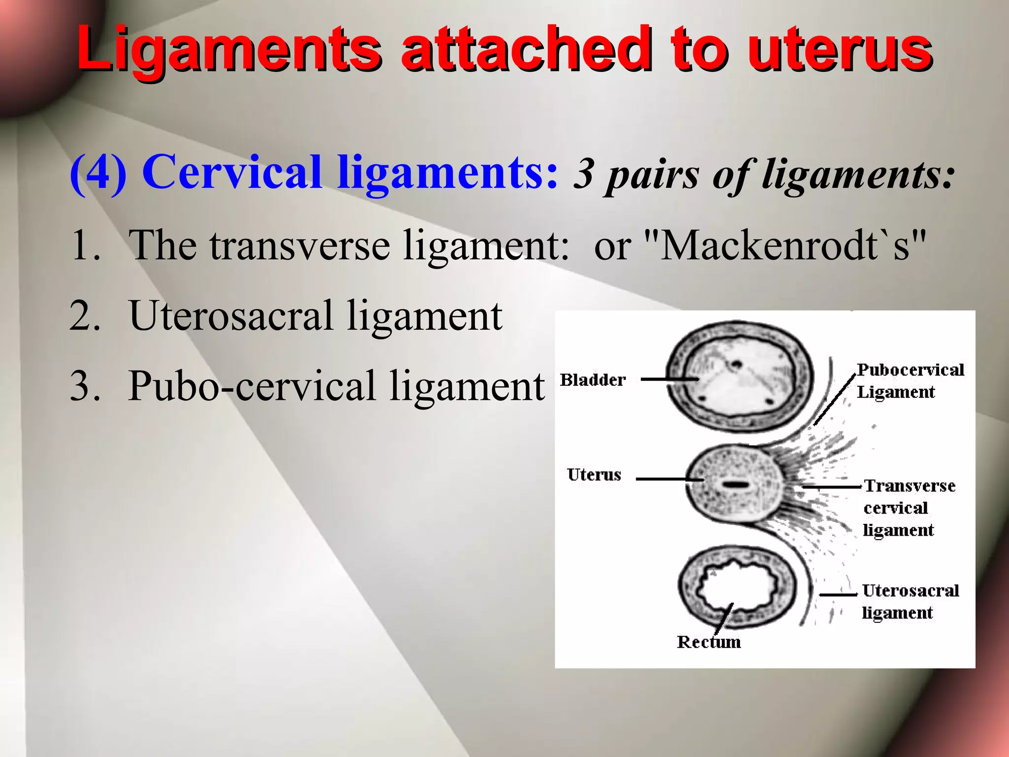 Anatomy of The Female Genital Tract | PPS
