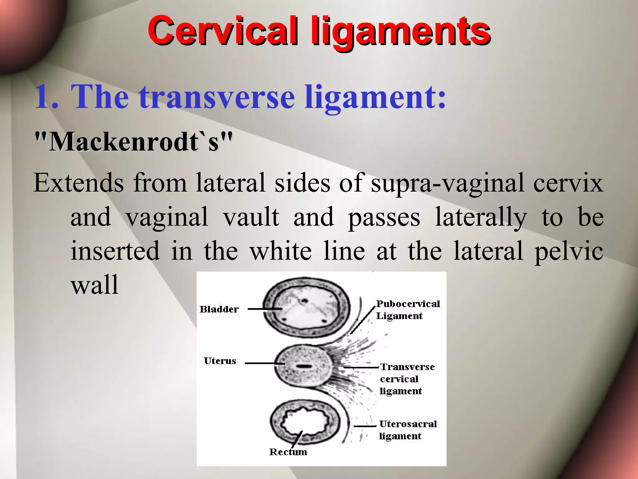 Anatomy of The Female Genital Tract | PPS