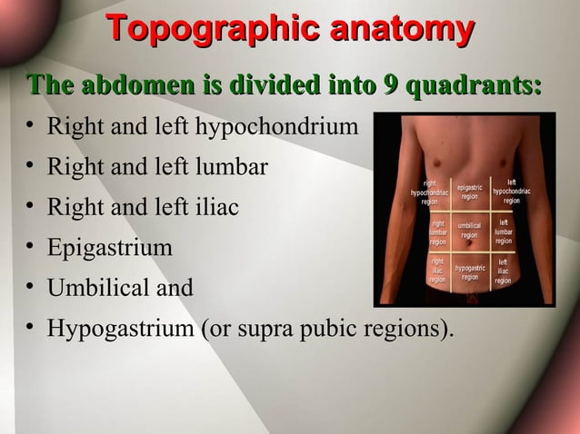 Anatomy of The Female Genital Tract | PPS