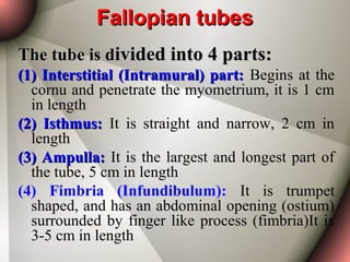 Anatomy of The Female Genital Tract | PPS