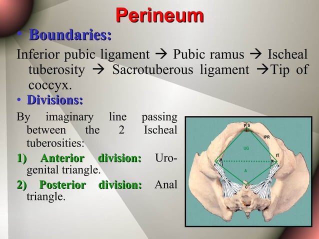 Anatomy of The Female Genital Tract | PPS