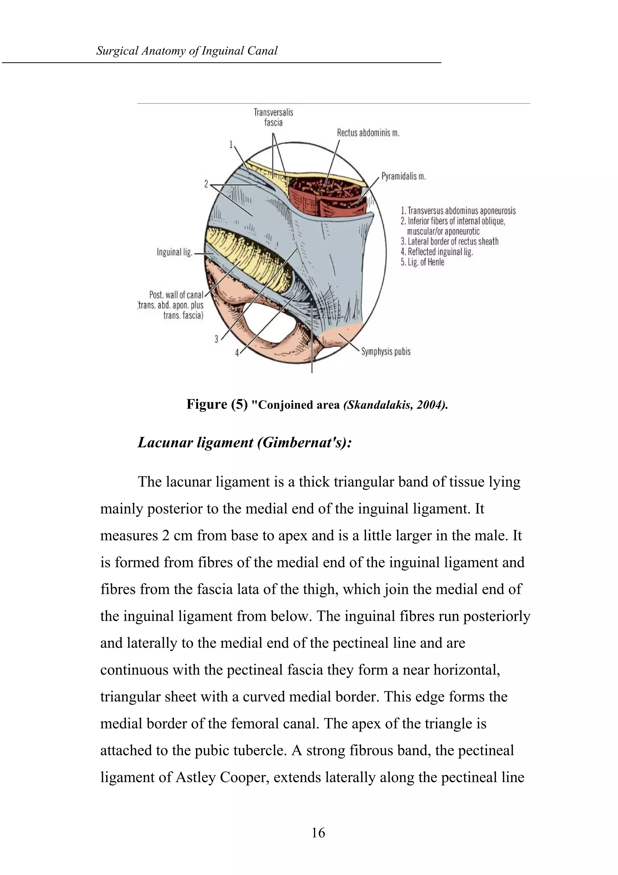 surgical anatomy of inguinal canal | DOC