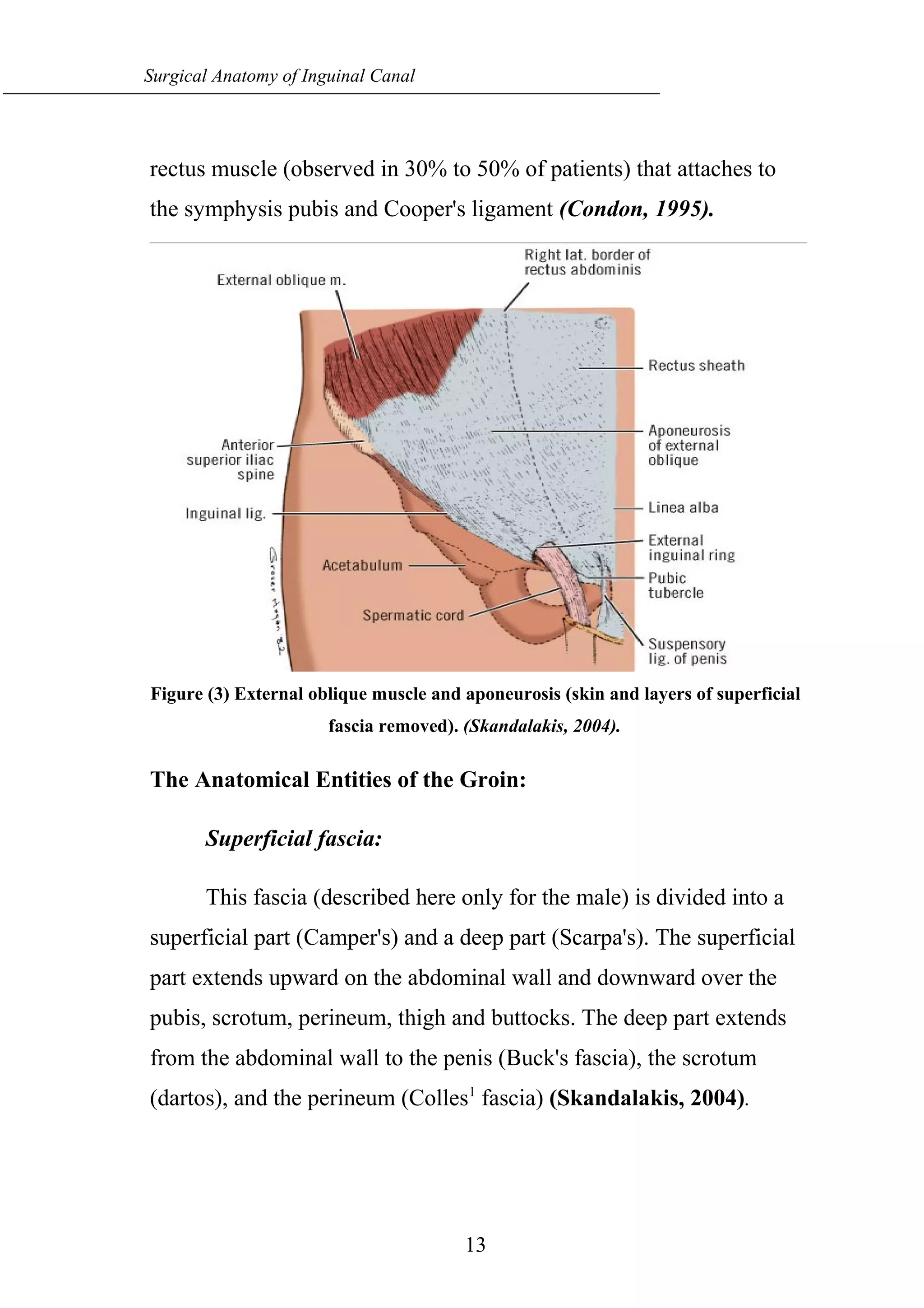 surgical anatomy of inguinal canal | DOC