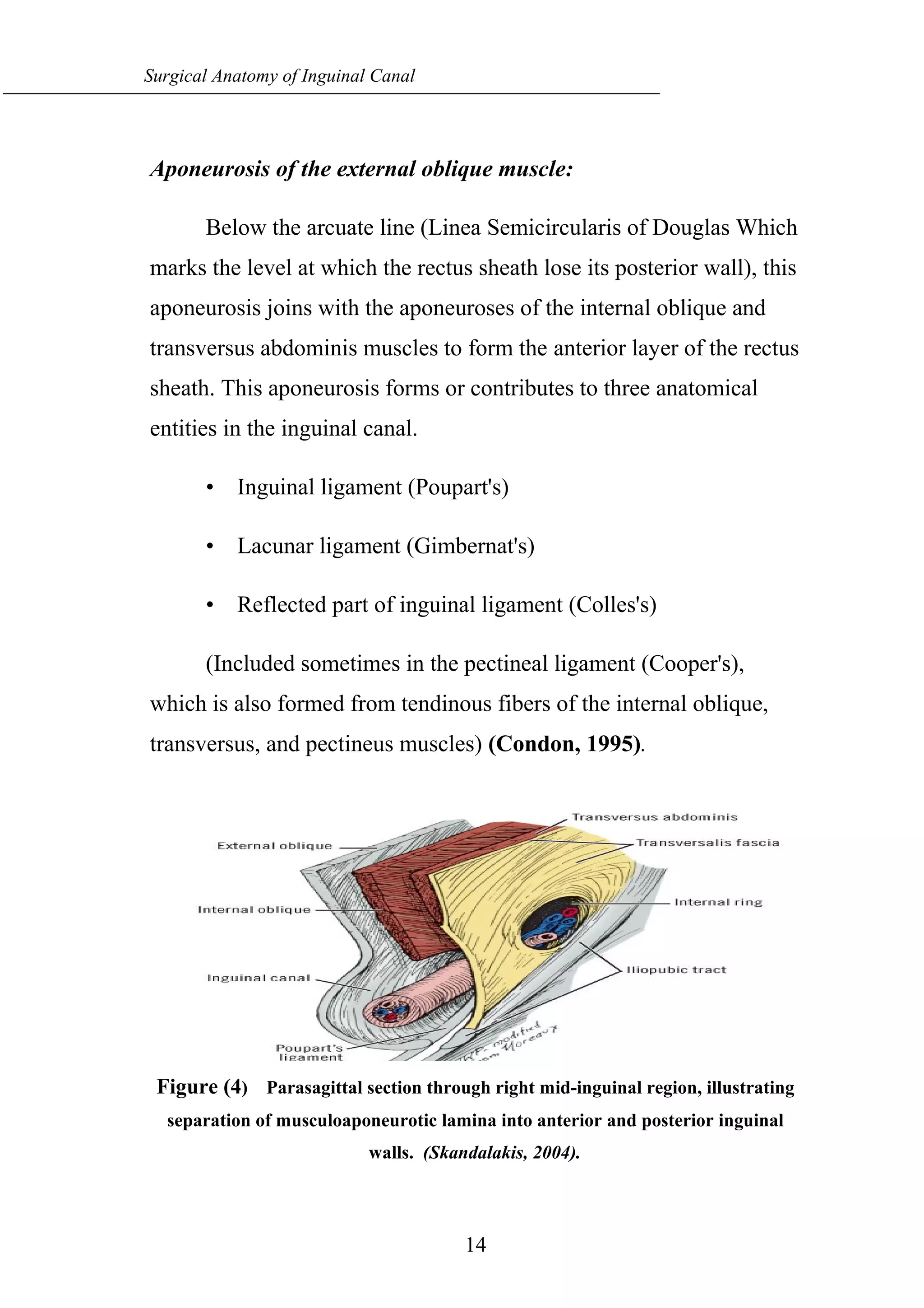 surgical anatomy of inguinal canal | DOC
