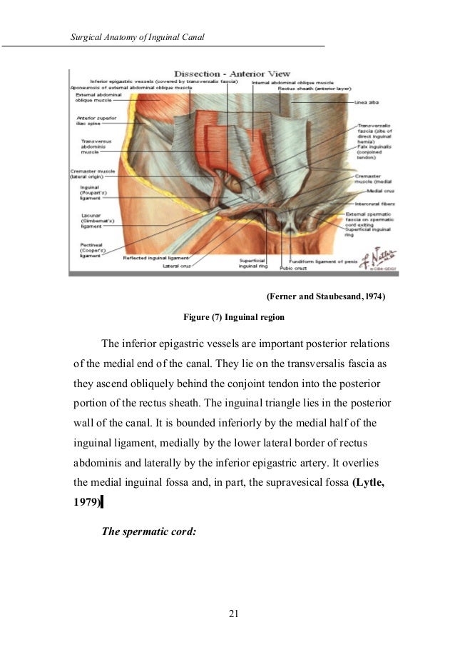 Surgical Anatomy Of Inguinal Canal